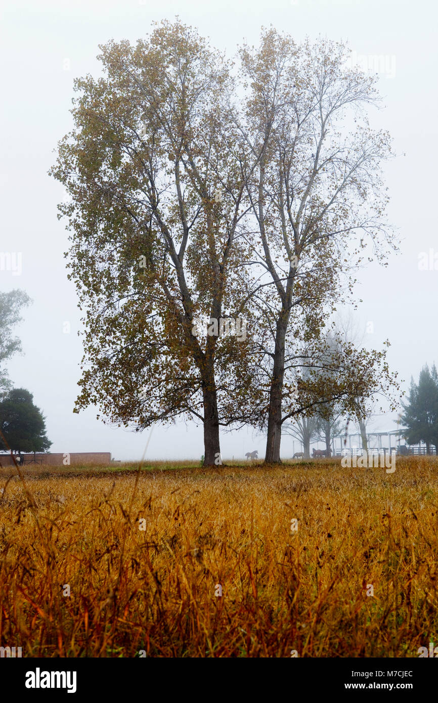 Tree in a field Stock Photo - Alamy