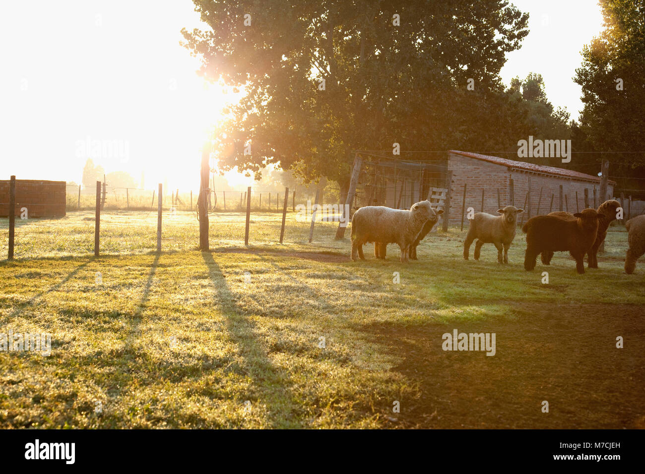 Sheep And A Farm Fish High Resolution Stock Photography and Images - Alamy