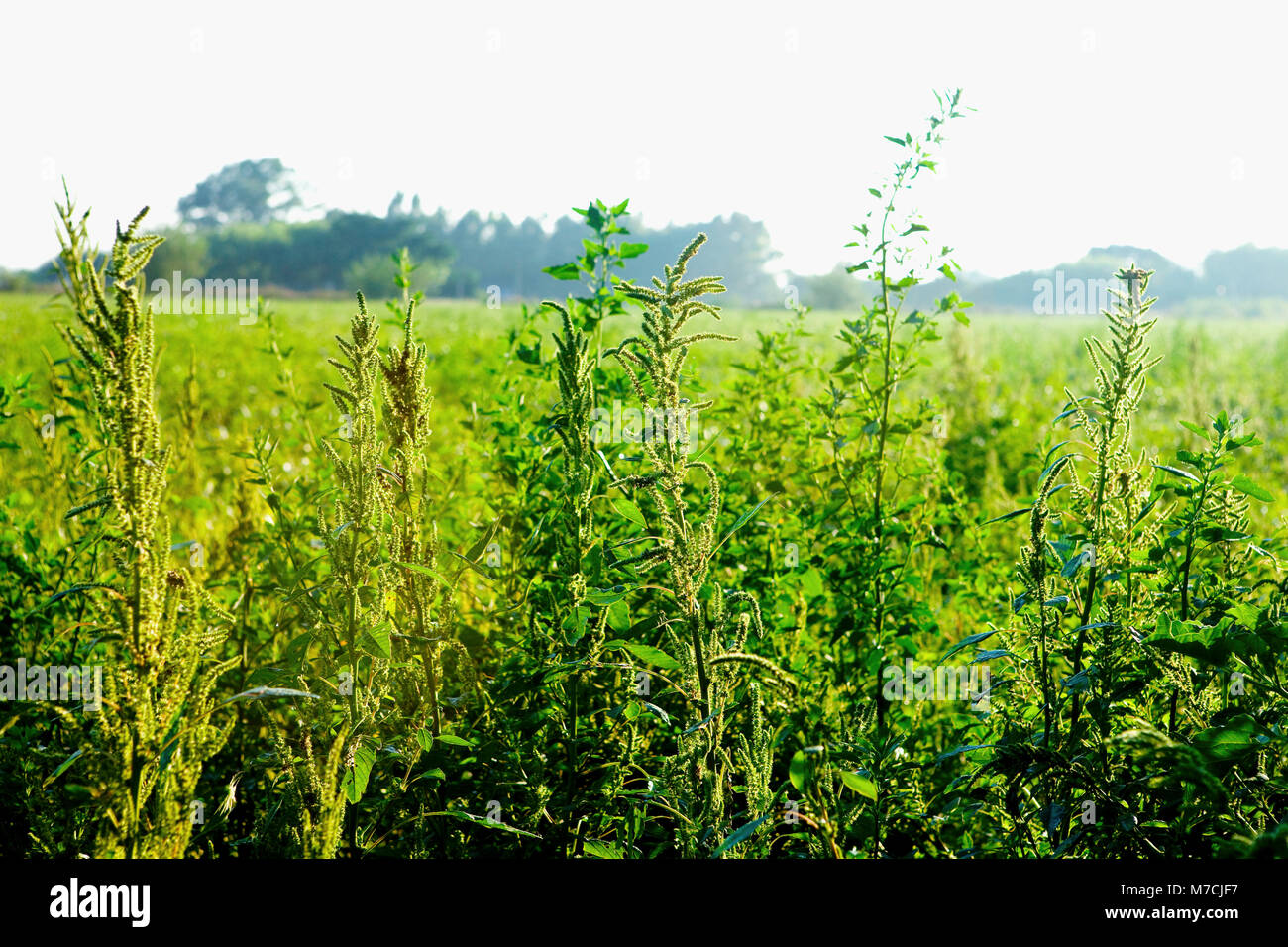 Crop in a field Stock Photo - Alamy