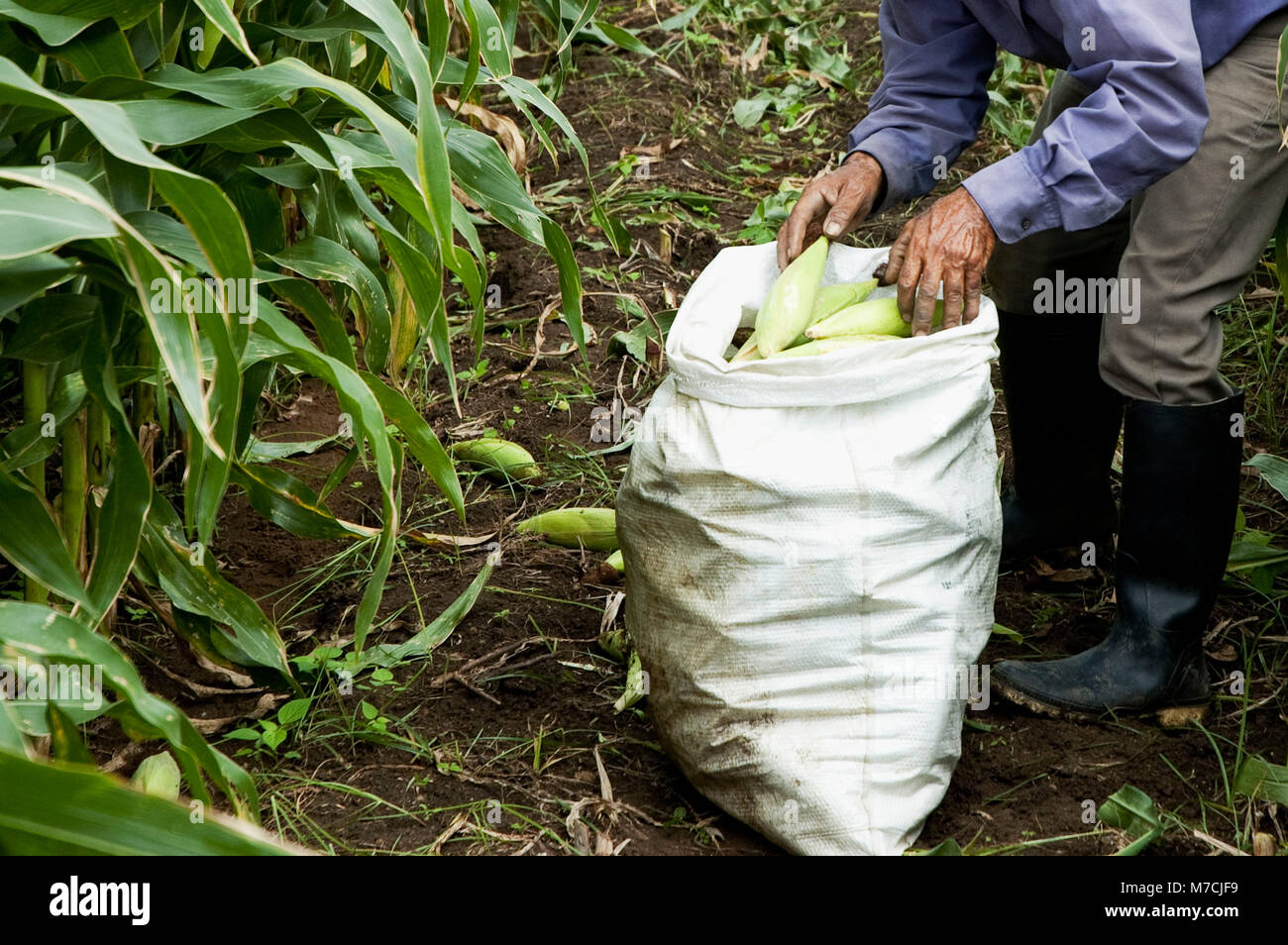 Individual corn cob hi-res stock photography and images - Alamy