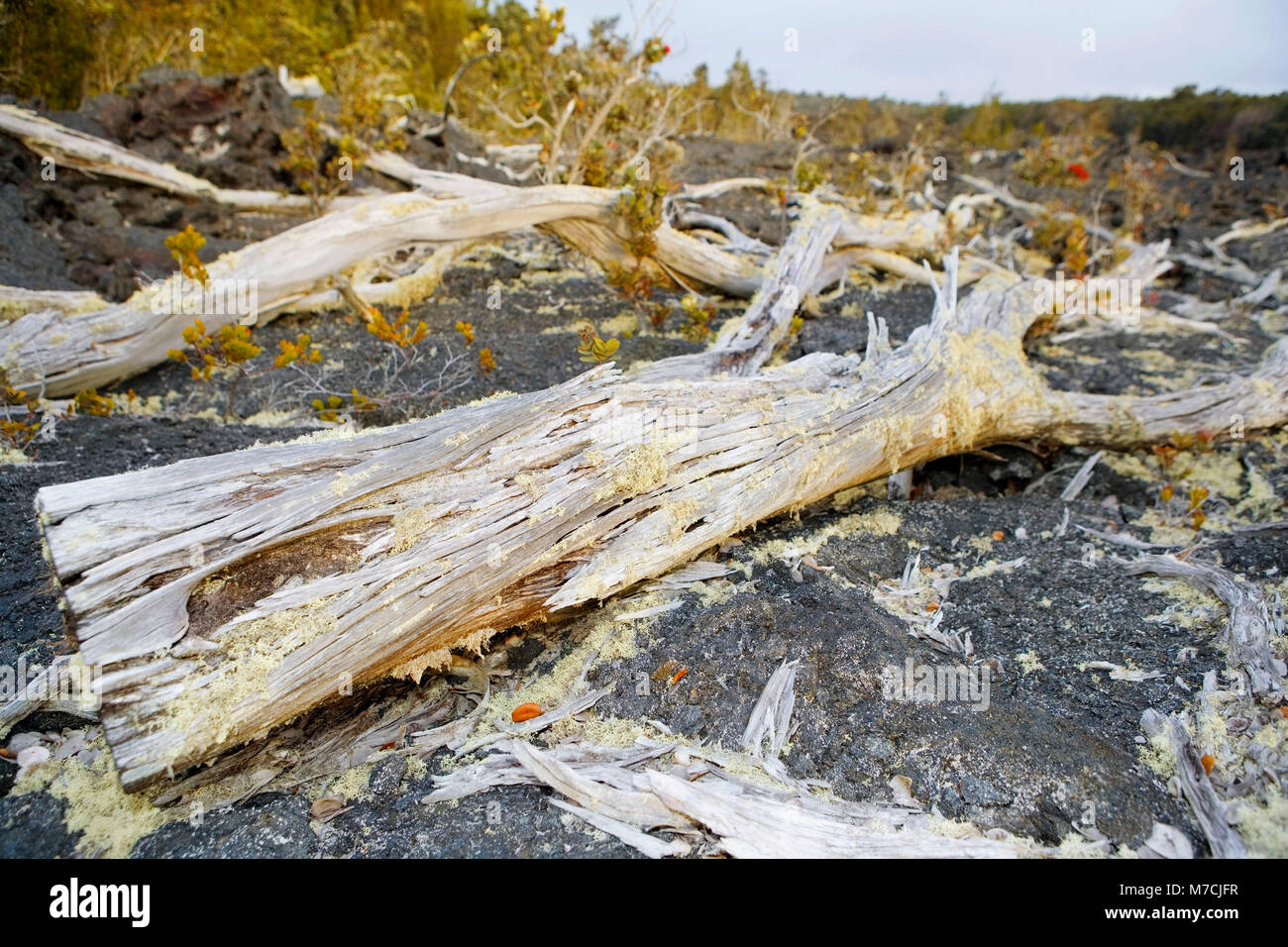 Fallen trees in a forest, Hawaii Volcanoes National Park, Big Island ...