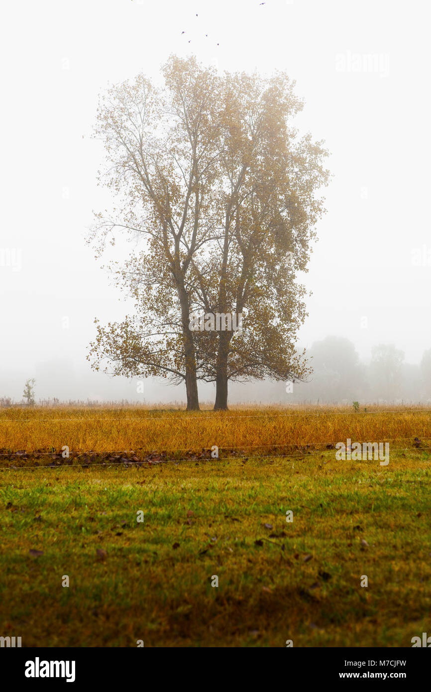 Trees in a field Stock Photo - Alamy