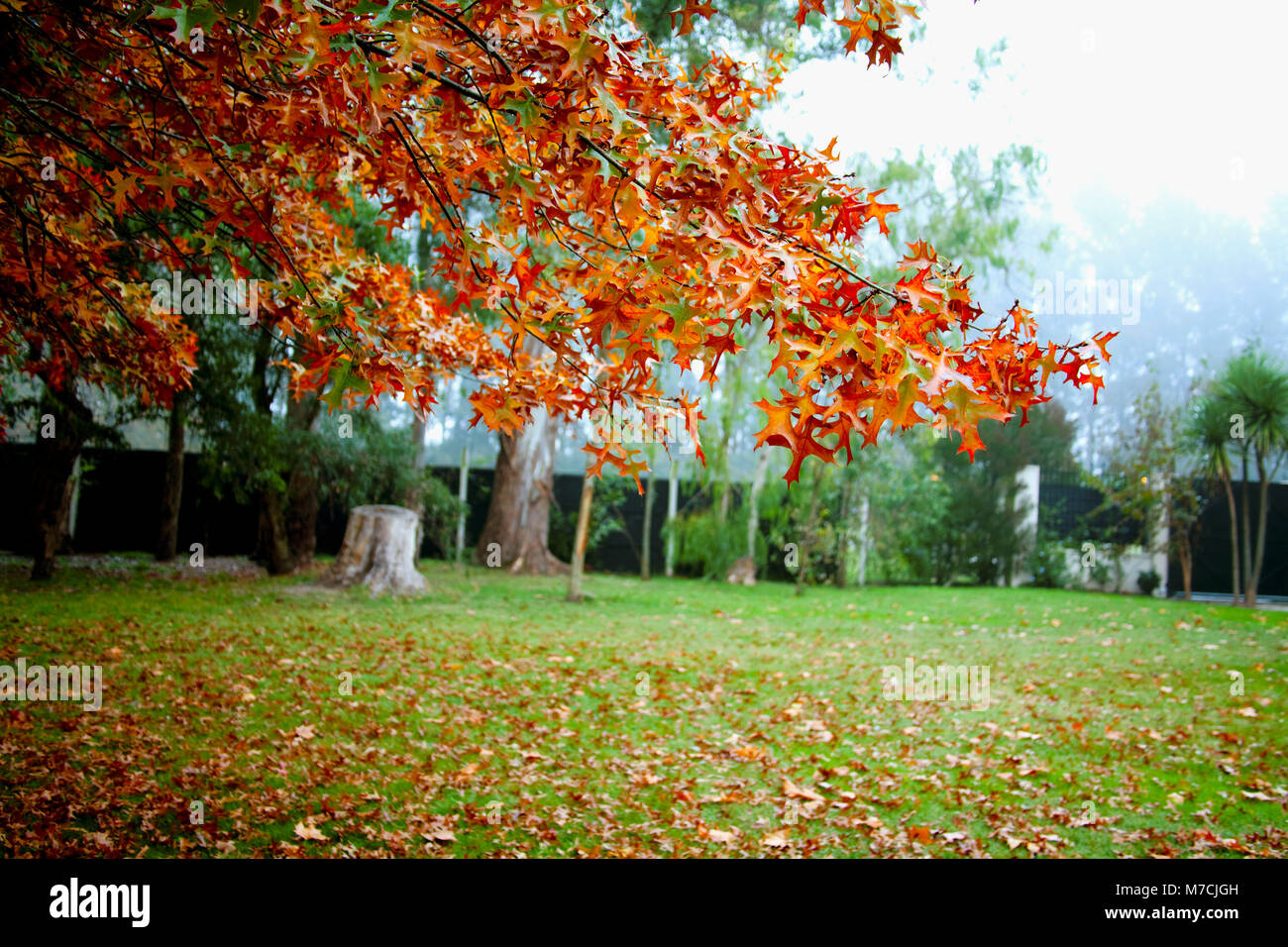Maple tree in autumn in a park Stock Photo - Alamy