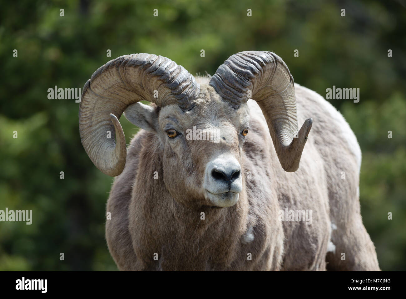 Old Rocky Mountain Sheep ram frontal closeup, with green forest ...