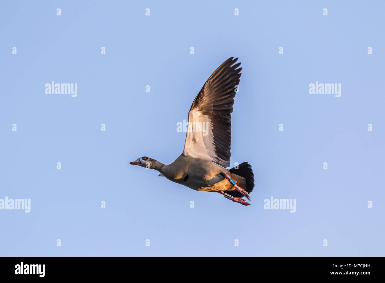 Grey goose mountains hi-res stock photography and images - Alamy