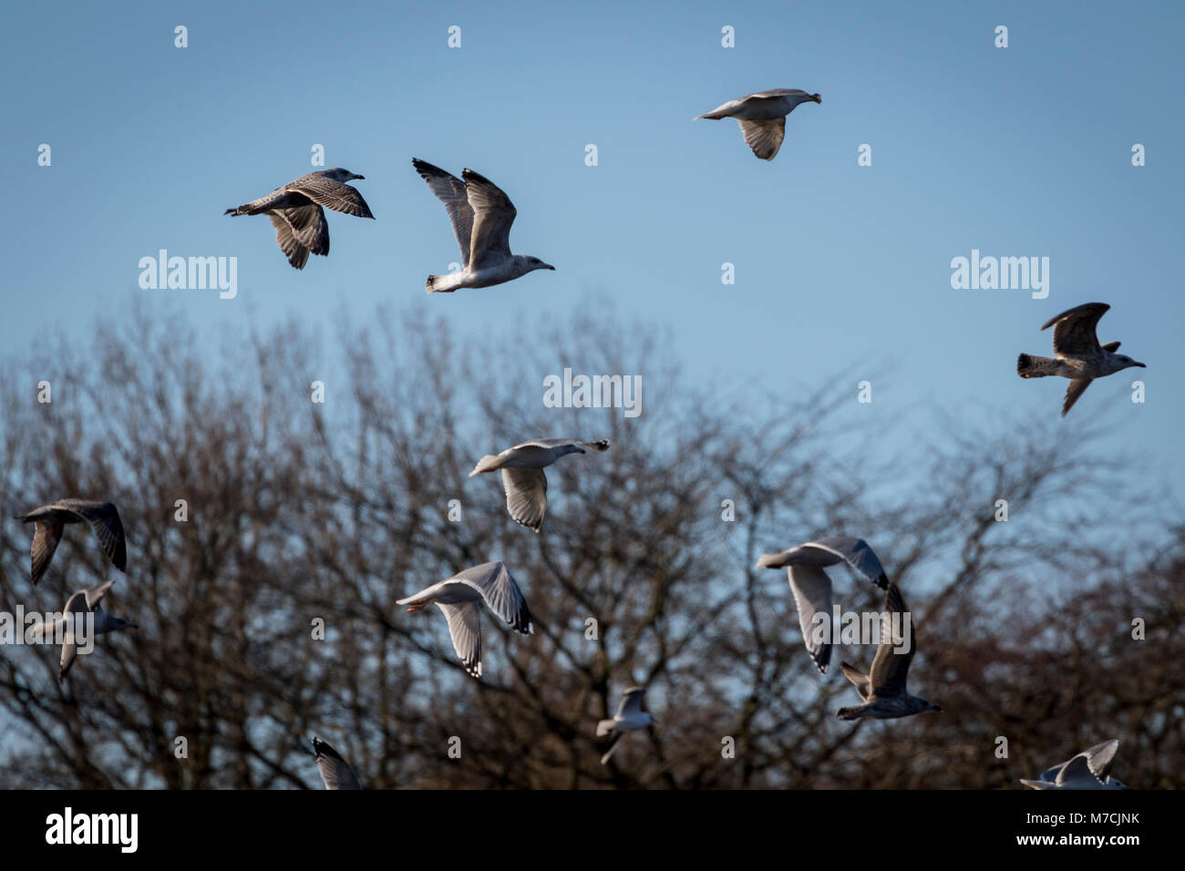 Group of flying seagull birds Stock Photo - Alamy