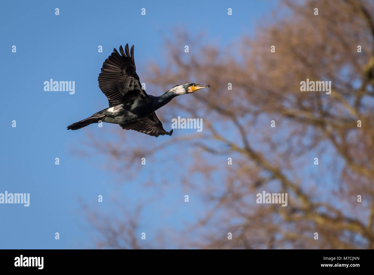 Antarctic shag flying hi-res stock photography and images - Alamy