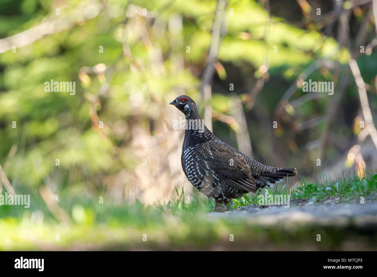 One Spruce Grouse poised on soft, bright, colourful and sunlit forest ...