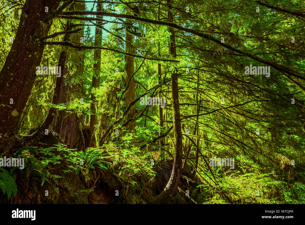 A dense subtropical forest with tall, green moss-covered trees and fern ...