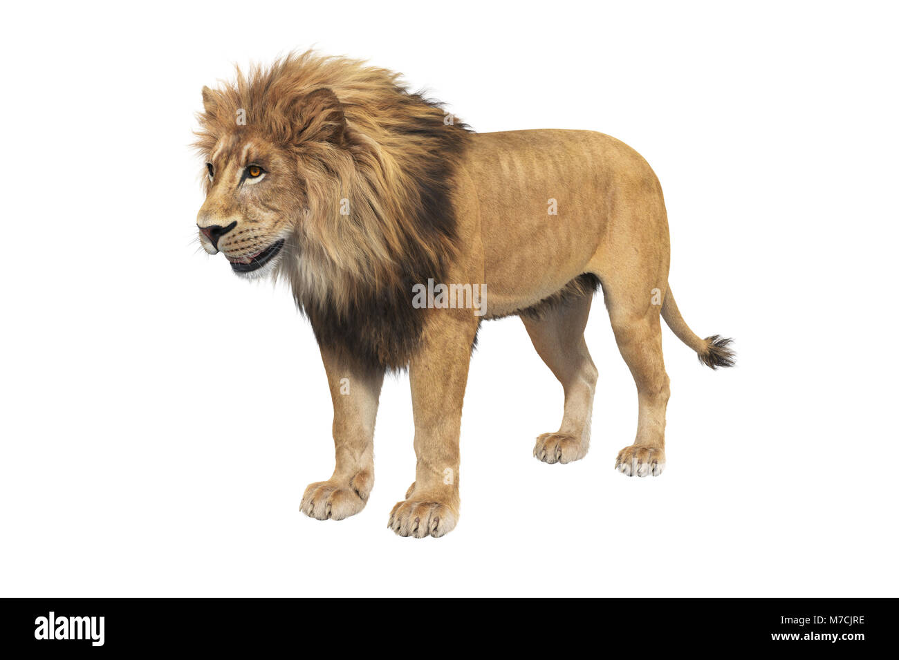 Lion animal orange Stock Photo - Alamy