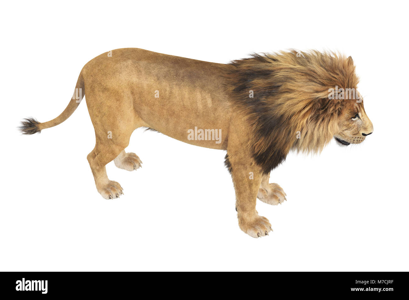 Lion animal feline Stock Photo - Alamy