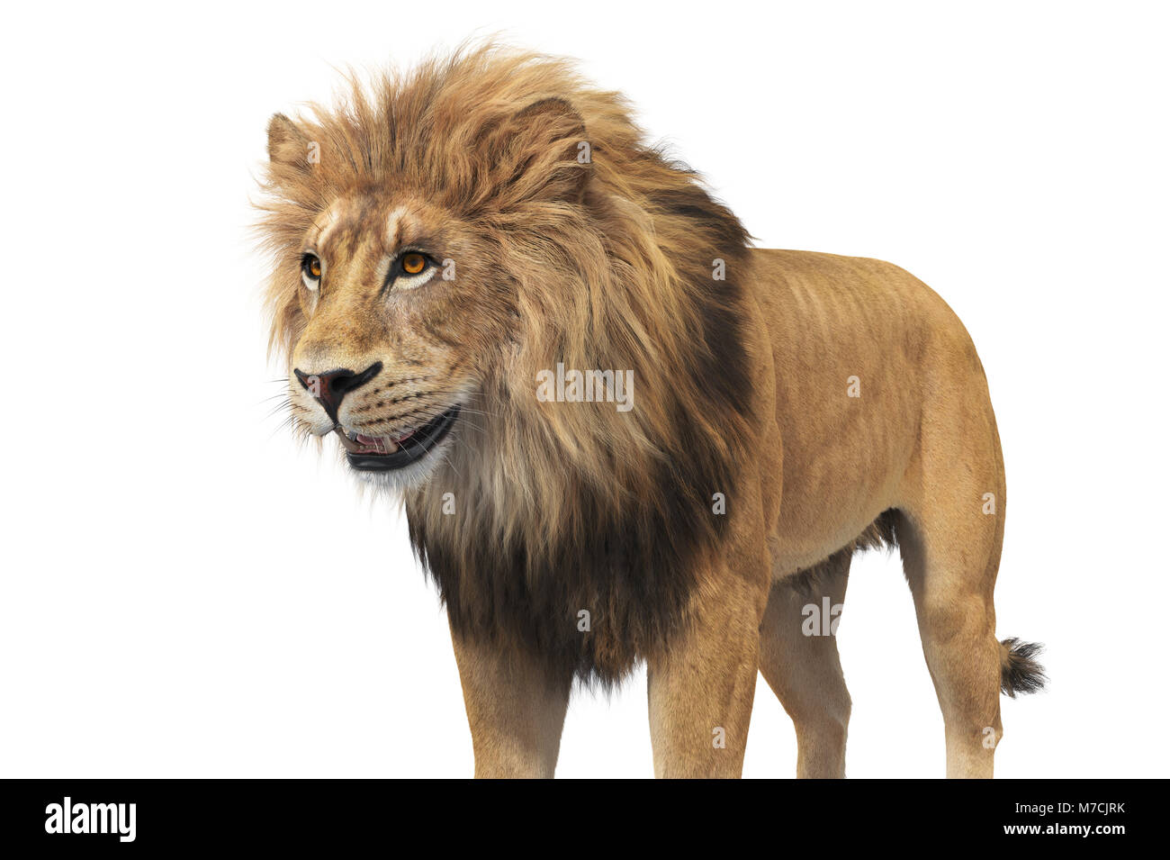 Lion animal beige fur, close view Stock Photo - Alamy
