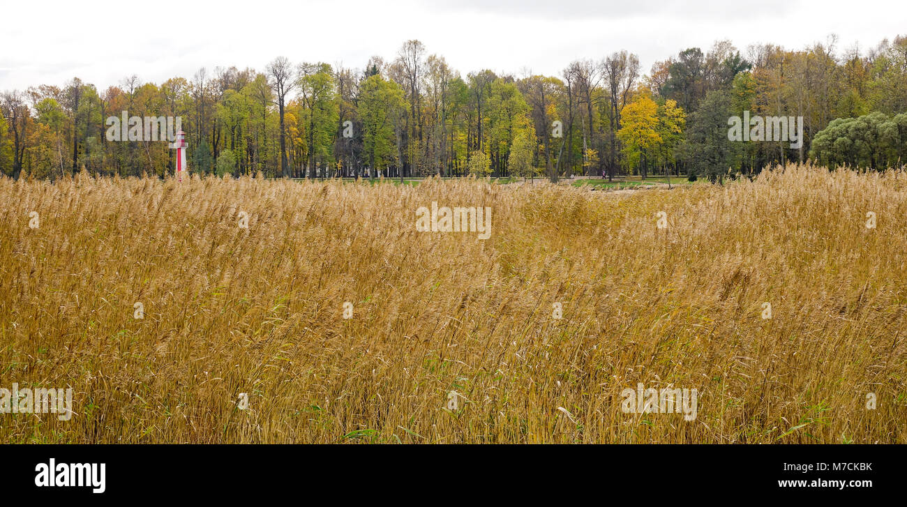 Grass field with trees in autumn Stock Photo - Alamy