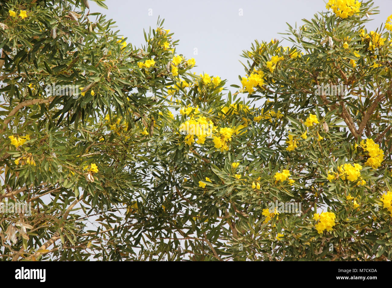 tree of gold, beautiful silver trumpet tree Stock Photo - Alamy