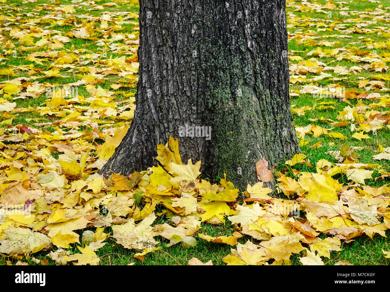 Autumn scenery with huge tree and yellow leaves on the grass at the ...