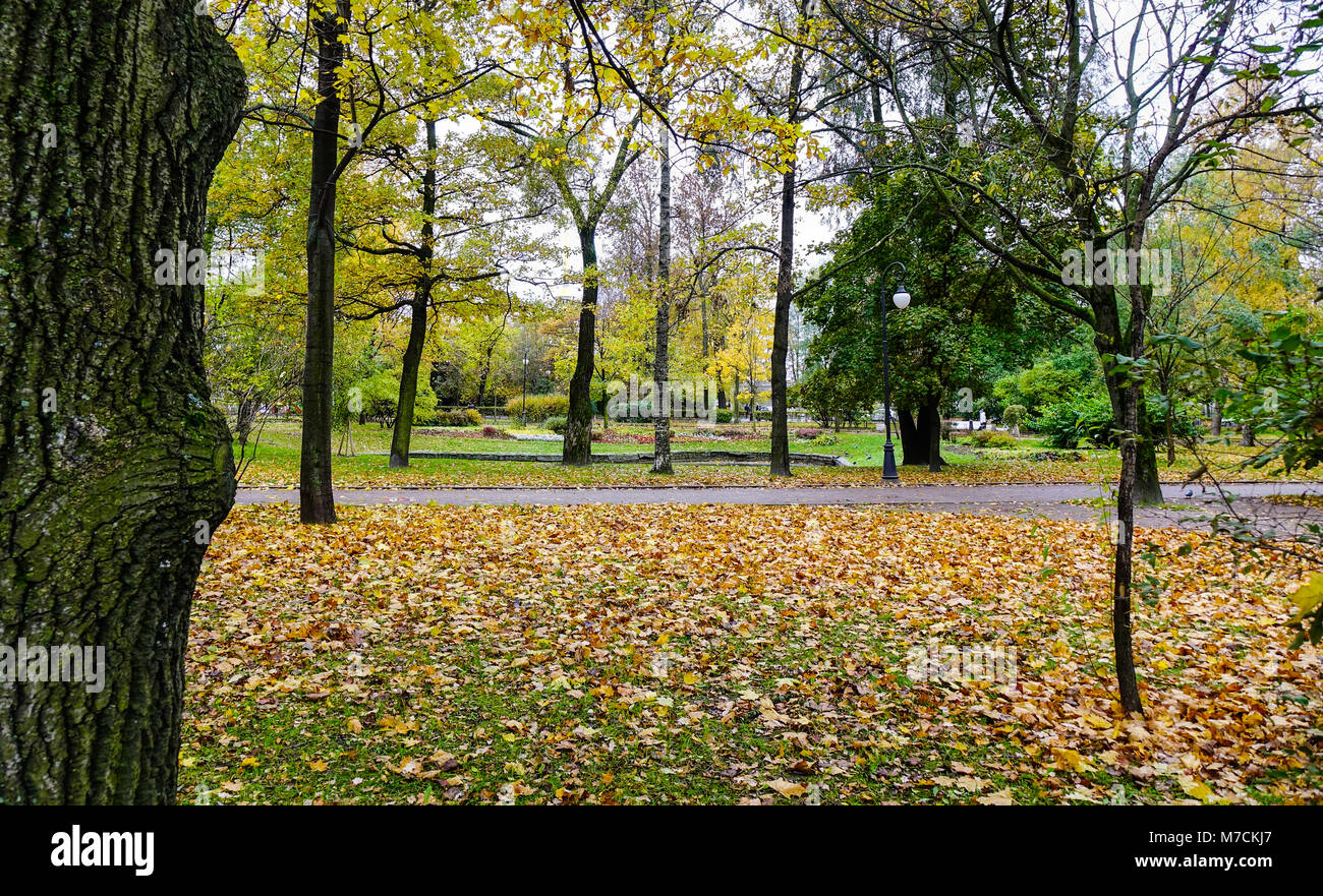 Autumn scenery with many maple trees at the park in Europe Stock Photo ...