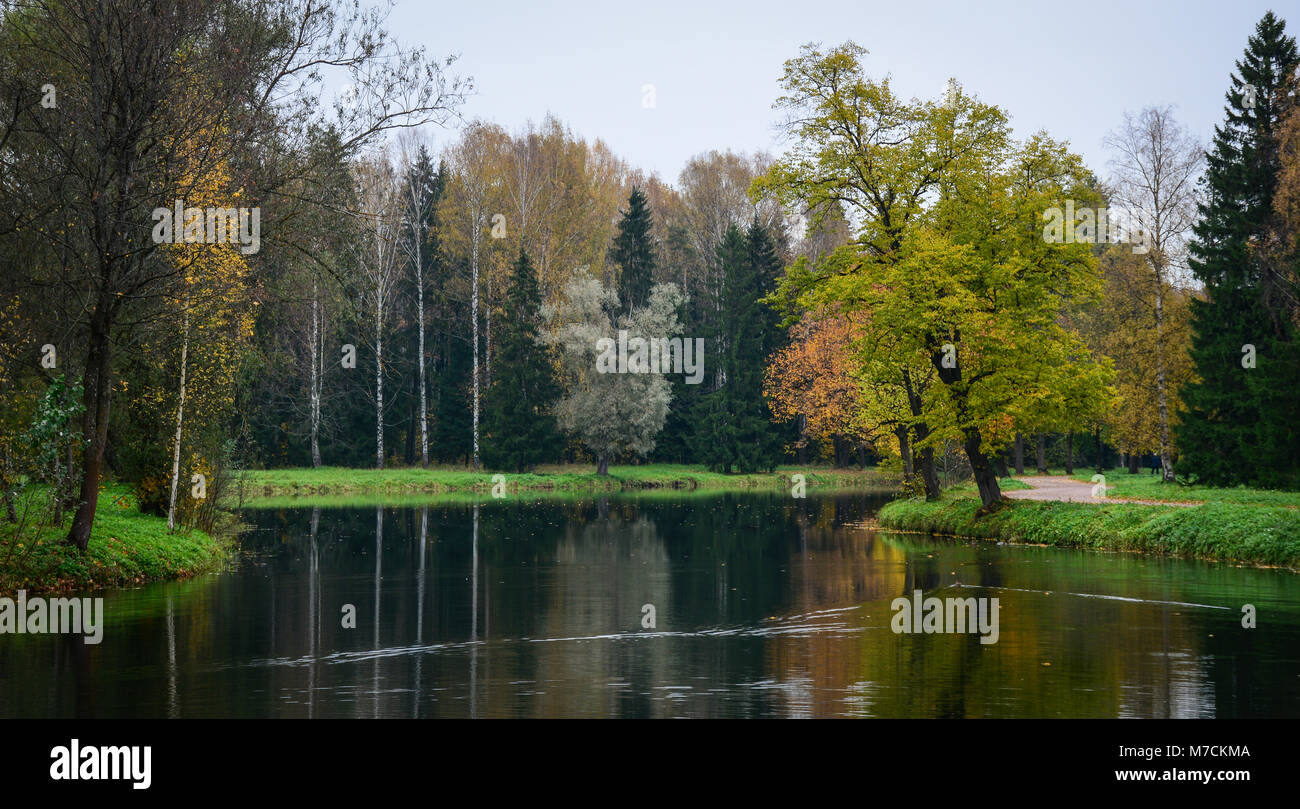 Many trees with lake at the forest in Saint Petersburg, Russia. Between ...