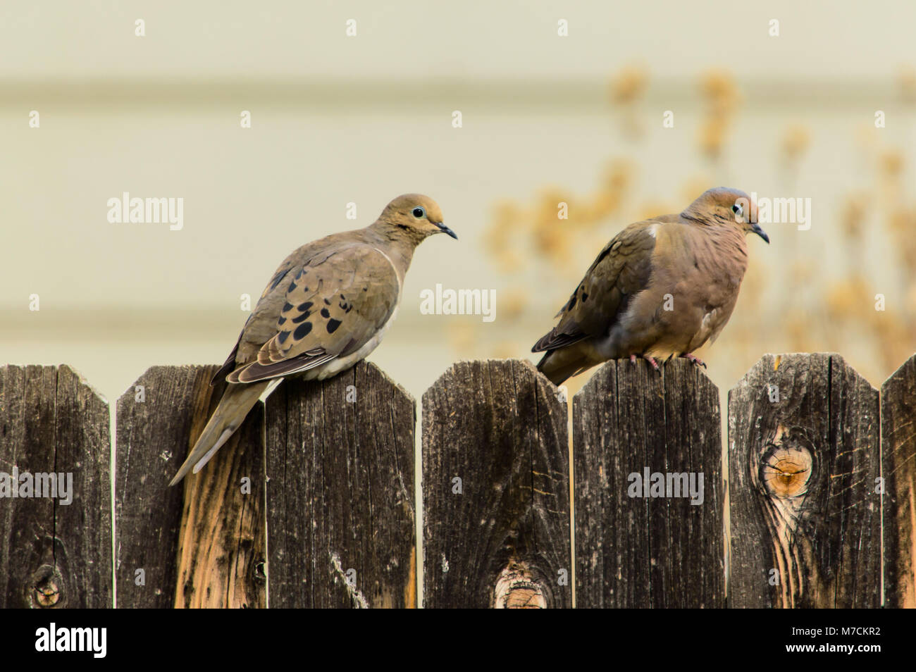 Mourning dove pair hi-res stock photography and images - Alamy