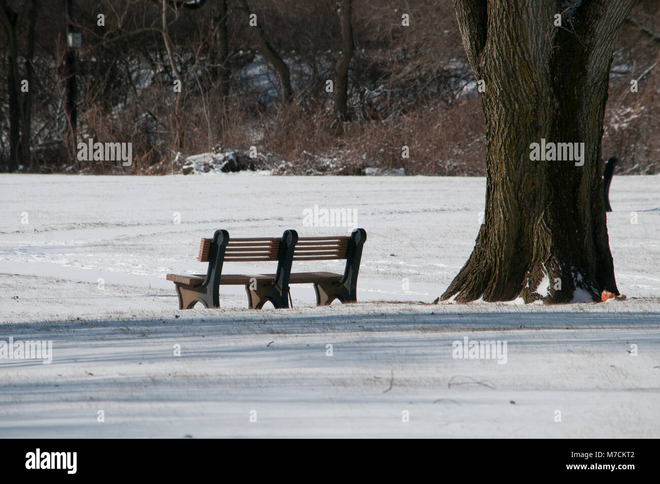 Empty bench next big tree hi-res stock photography and images - Alamy