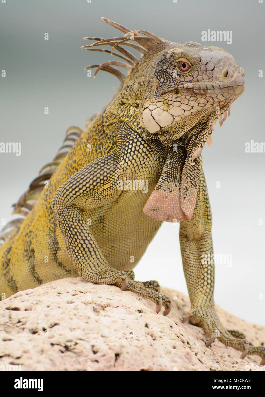 Wild Iguana on the island of Cuacao Stock Photo - Alamy