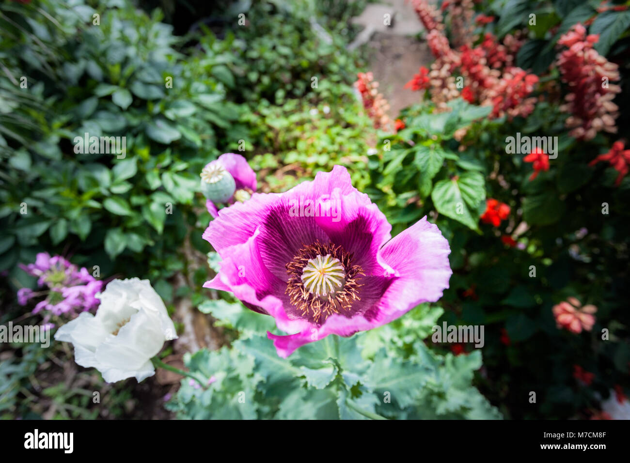 opium poppy flower was planted for the show in Hmong tribal village in ...