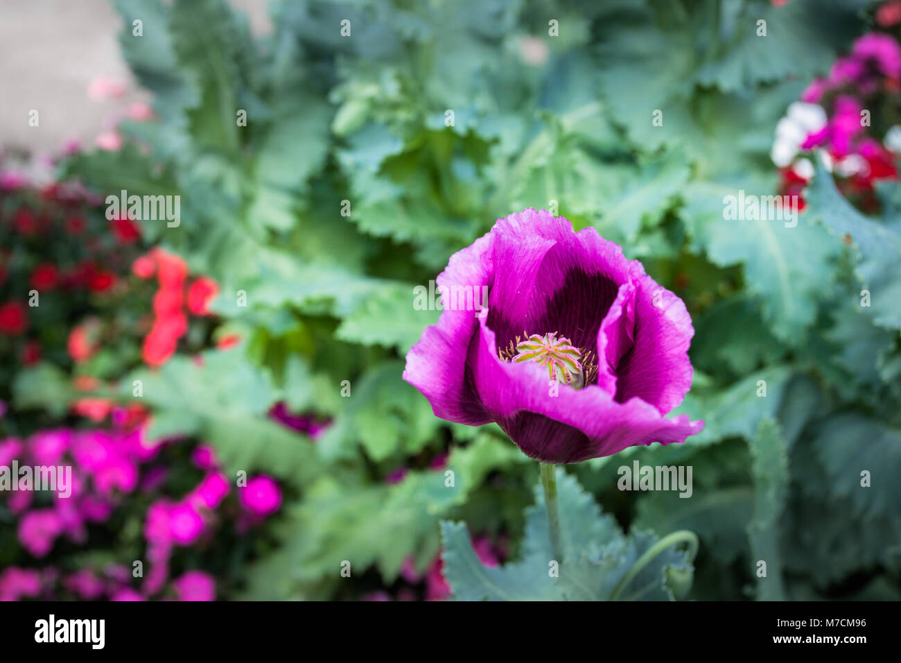 opium poppy flower was planted for the show in Hmong tribal village in ...