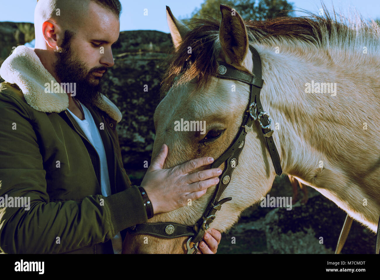 Tamed horse hi-res stock photography and images - Alamy