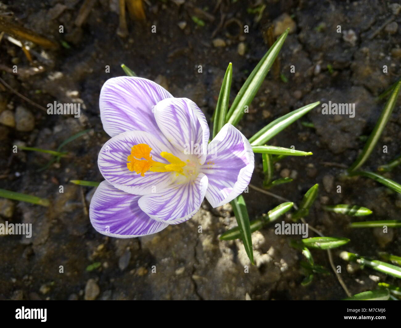 Crocus. Spring crocuses on sunlight (art light). Unique color of spring ...