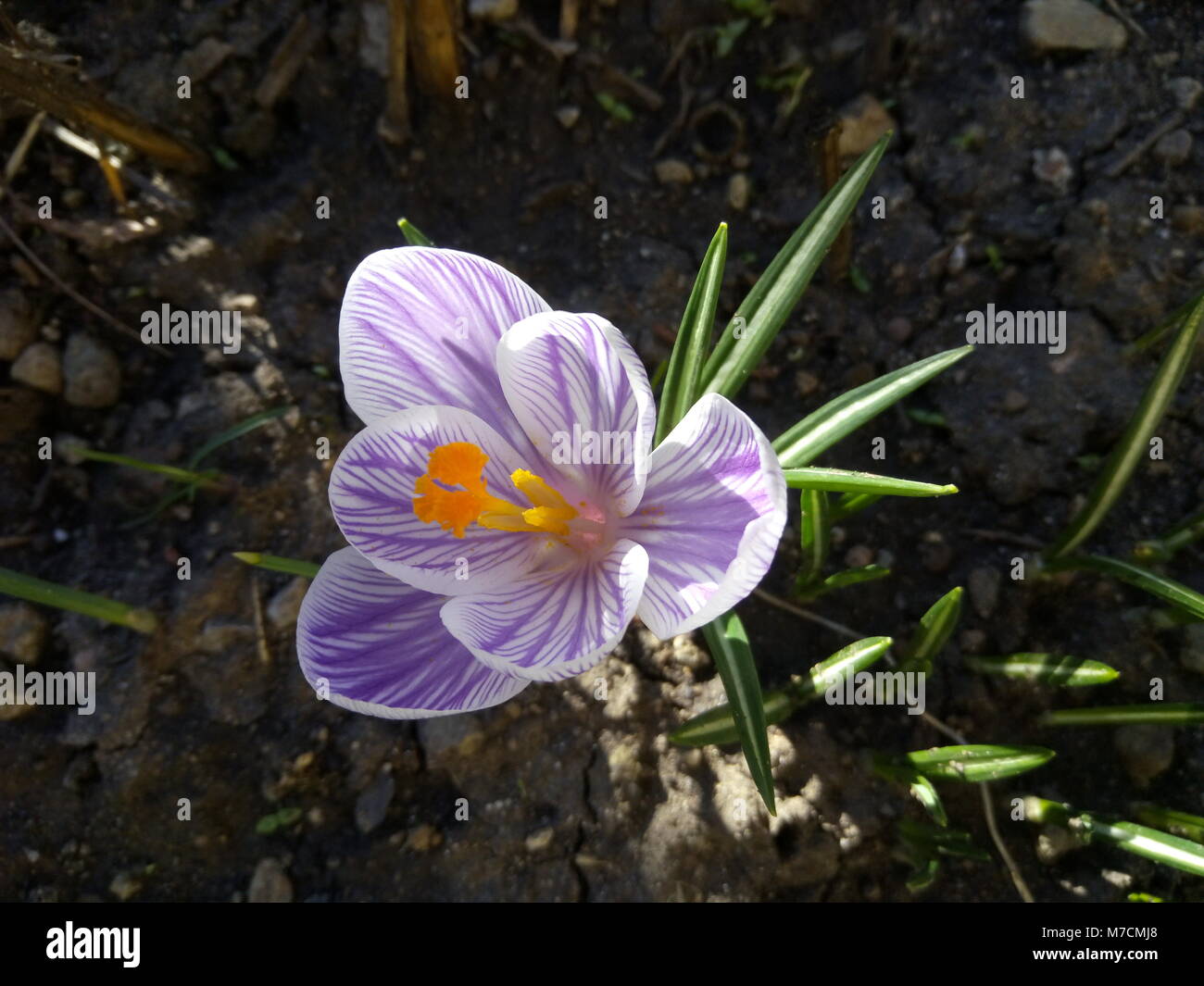 Crocus. Spring crocuses on sunlight (art light). Unique color of spring ...