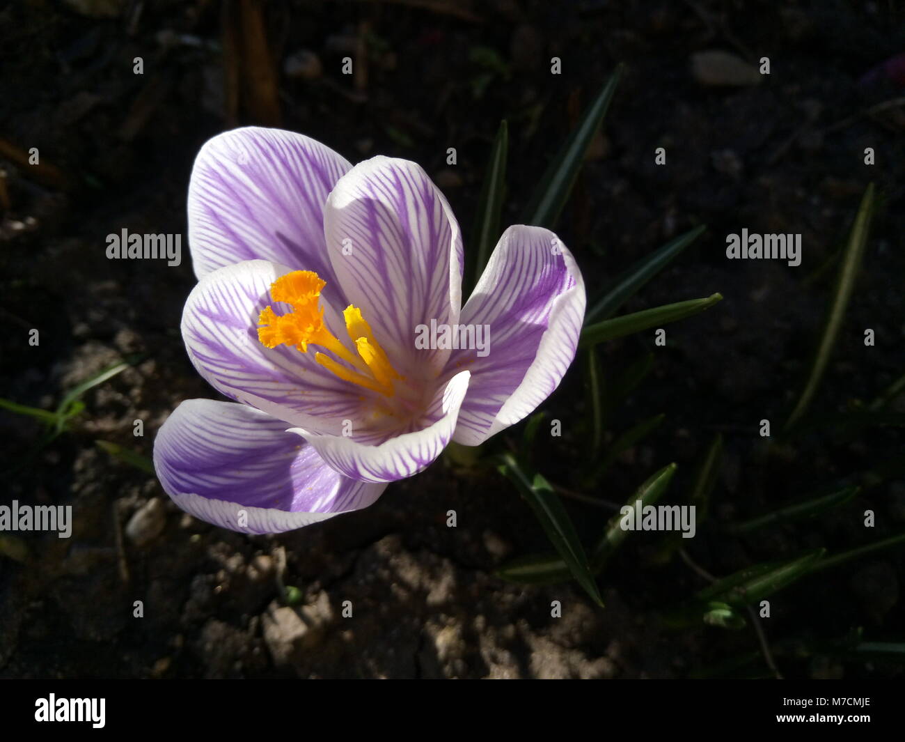 Crocus. Spring crocuses on sunlight (art light). Unique color of spring ...