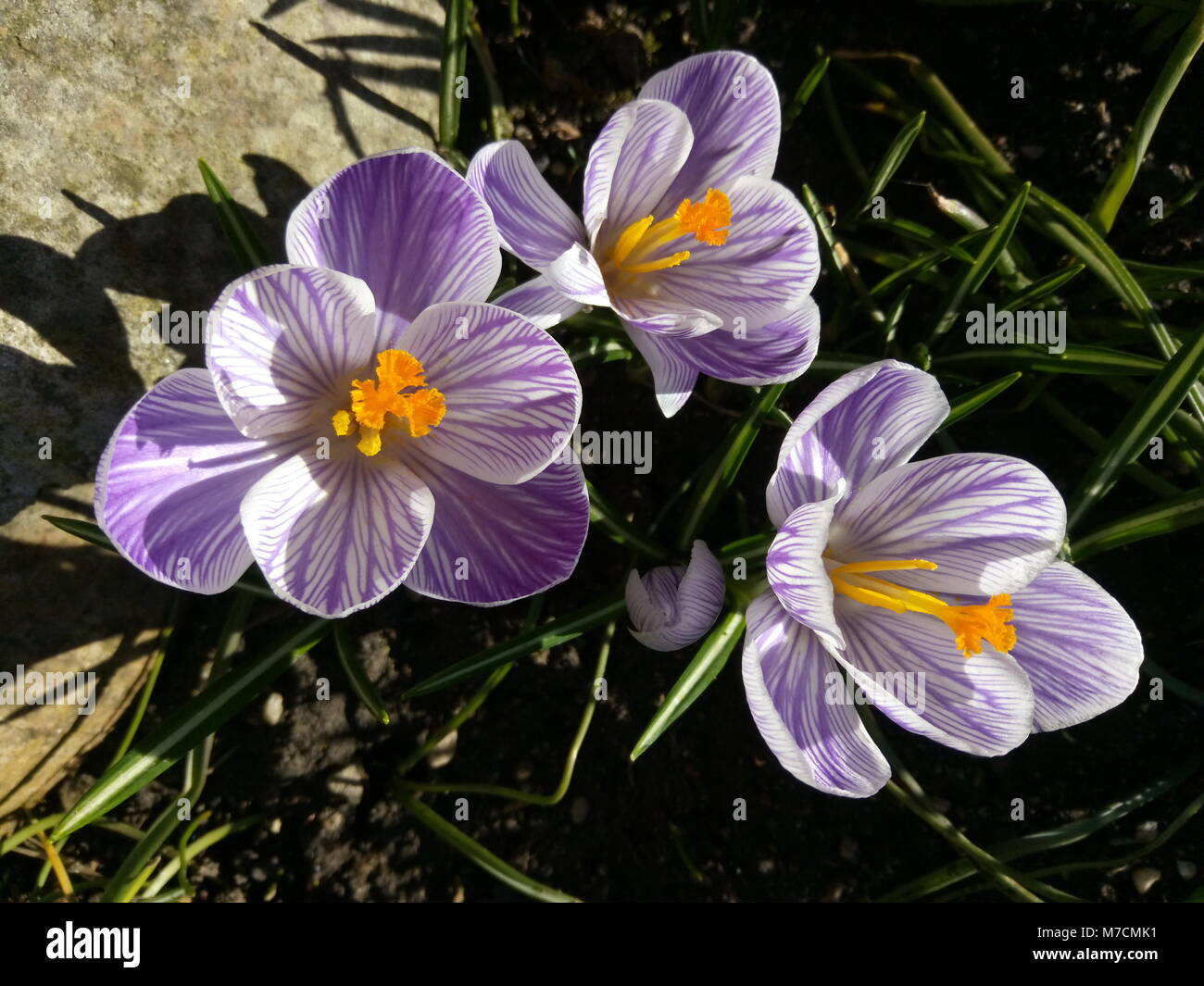 Crocus. Spring crocuses on sunlight (art light). Unique color of spring ...
