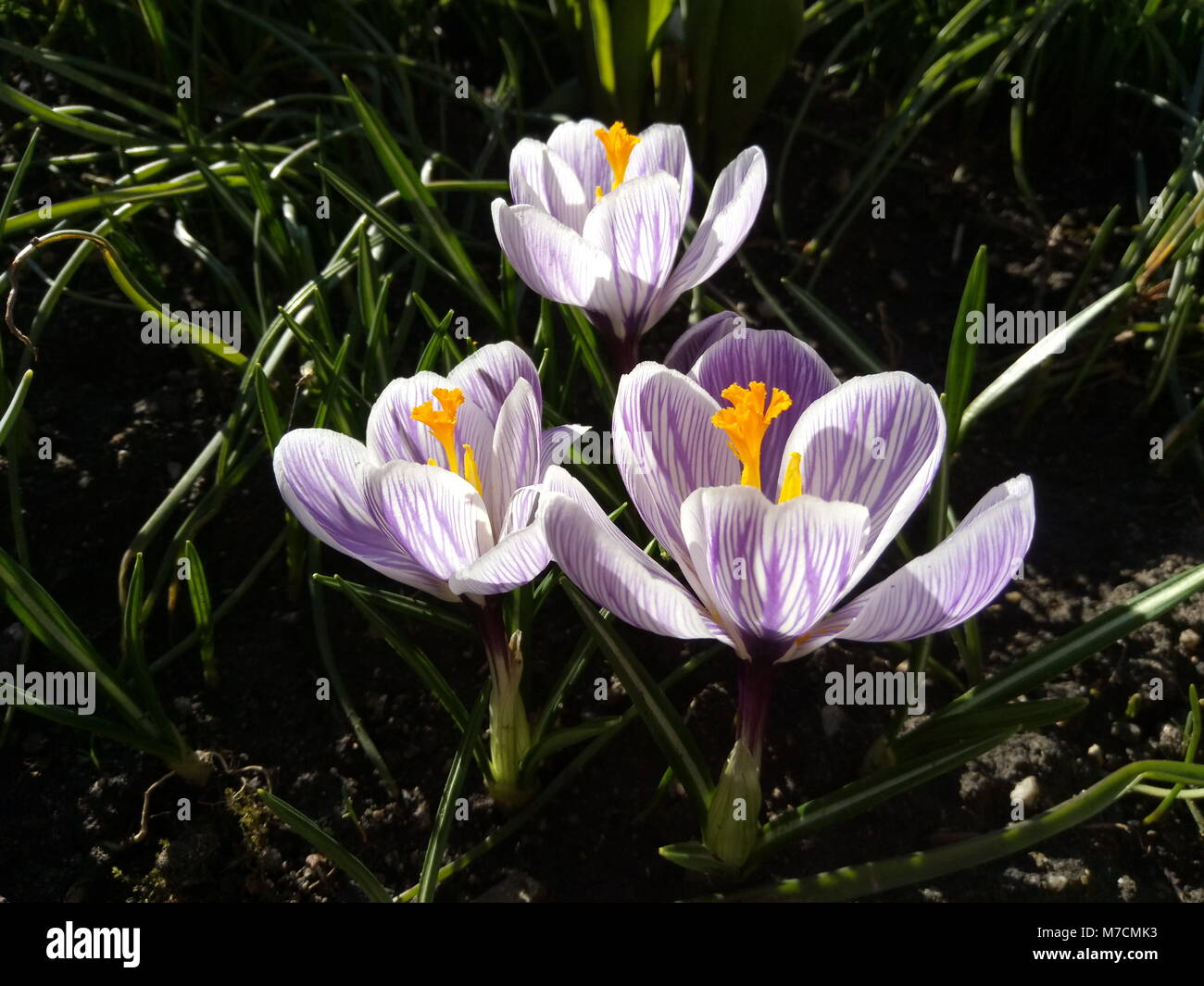Crocus. Spring crocuses on sunlight (art light). Unique color of spring ...