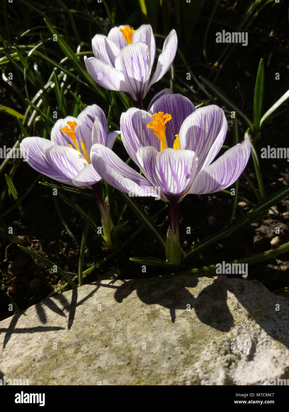 Crocus. Spring crocuses on sunlight (art light). Unique color of spring ...