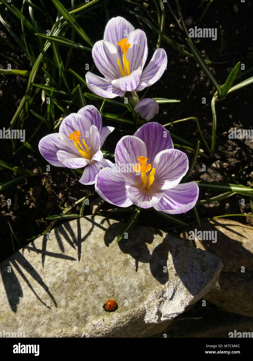 Crocus. Spring crocus on sunlight (art light) and ladybug. Unique color ...