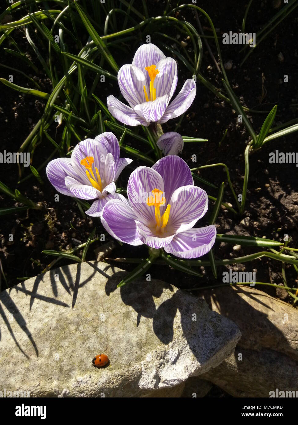 Crocus. Spring crocus on sunlight (art light) and ladybug. Unique color ...