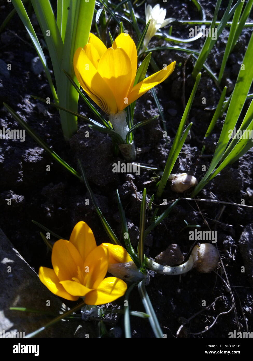 Crocus. Spring crocuses on sunlight (art light). Unique color of spring ...