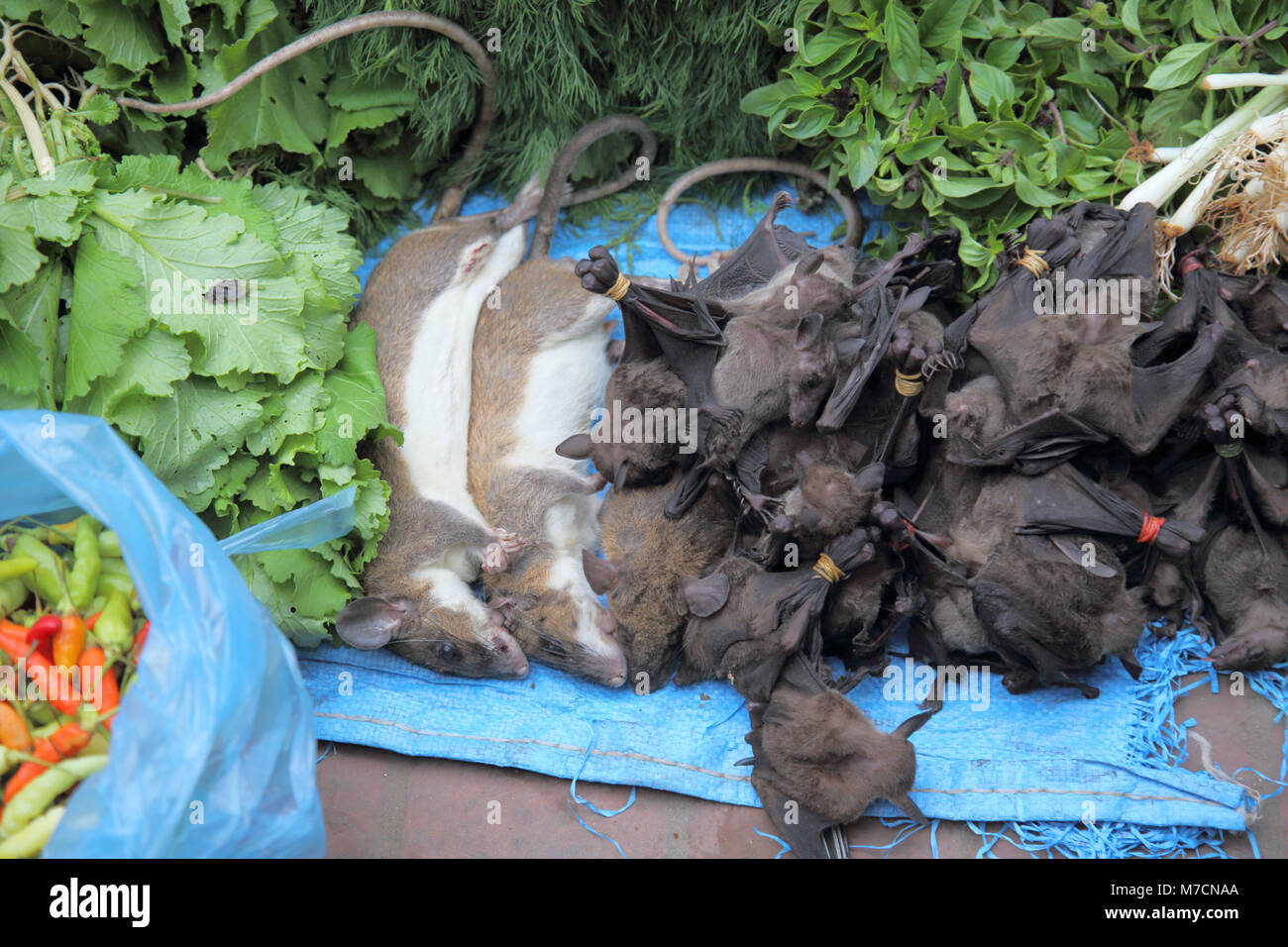 Bats and rats hi-res stock photography and images - Alamy