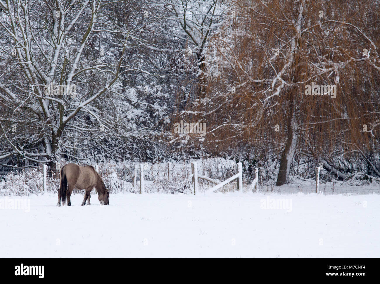 A dun coloured Konik horse grazes in the snow on Kent Wildlife Trust ...