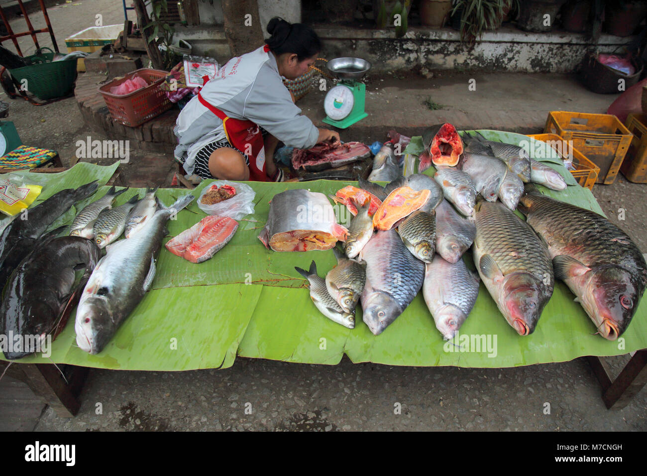Fresh laos fish hi-res stock photography and images - Alamy