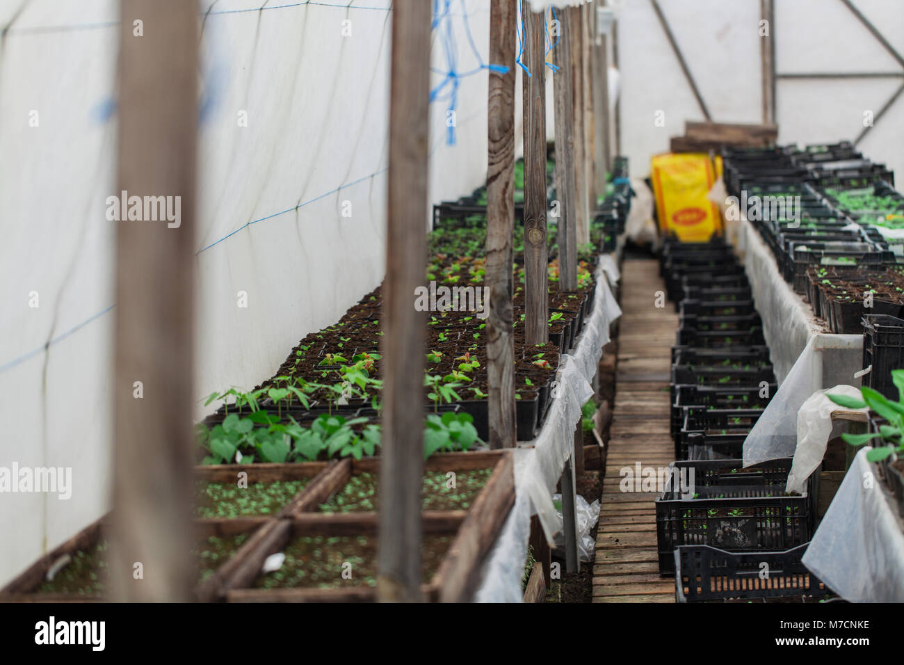 Plants and cultivation Stock Photo - Alamy