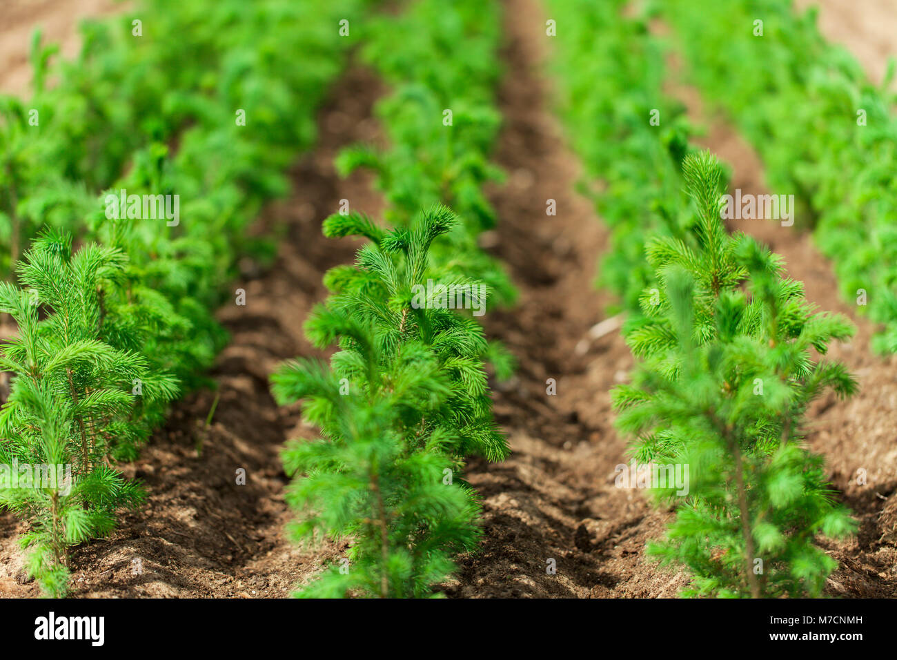 Plants and cultivation Stock Photo - Alamy
