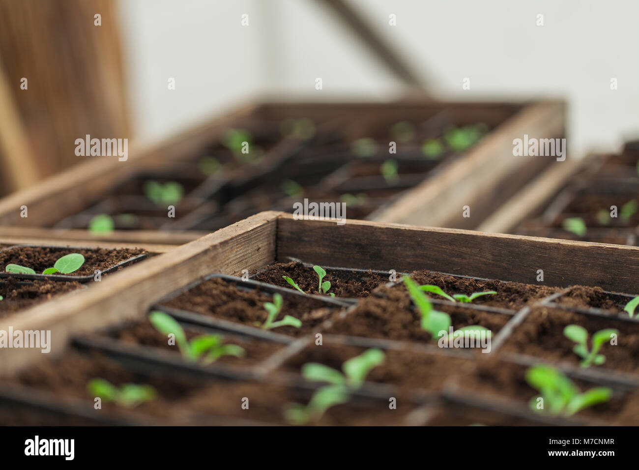 Plants and cultivation Stock Photo - Alamy