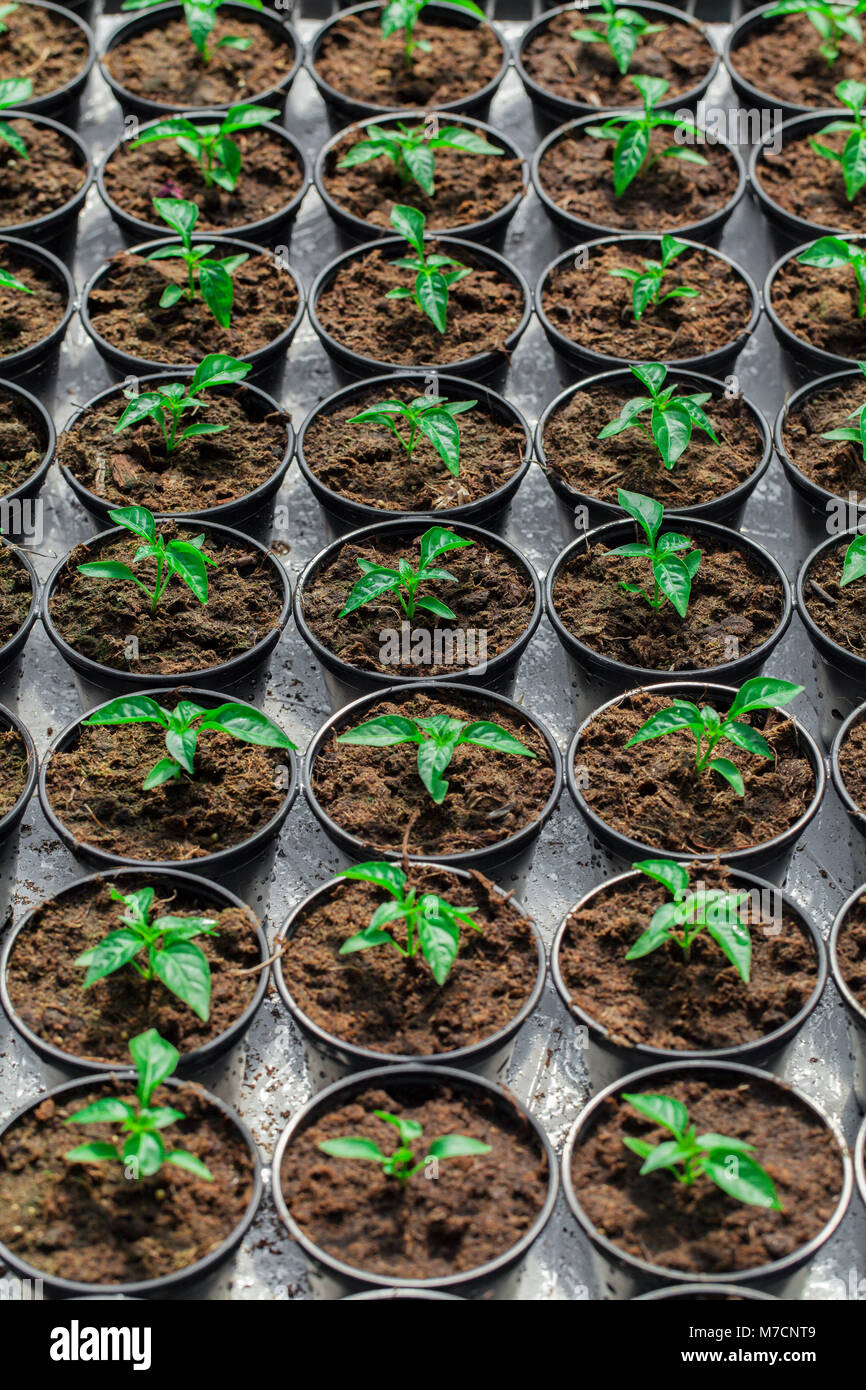 Plants and cultivation Stock Photo - Alamy