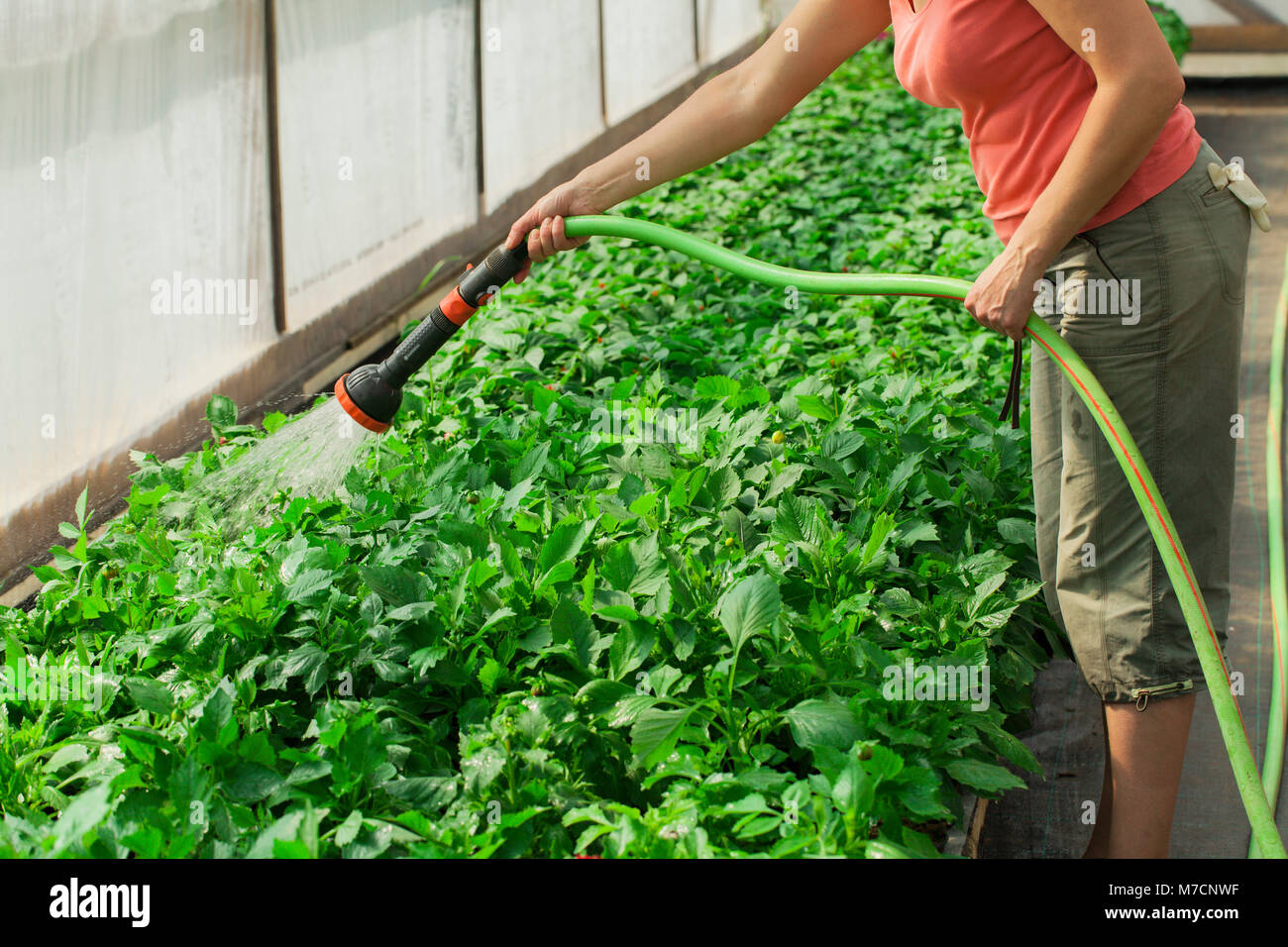Plants and cultivation Stock Photo - Alamy