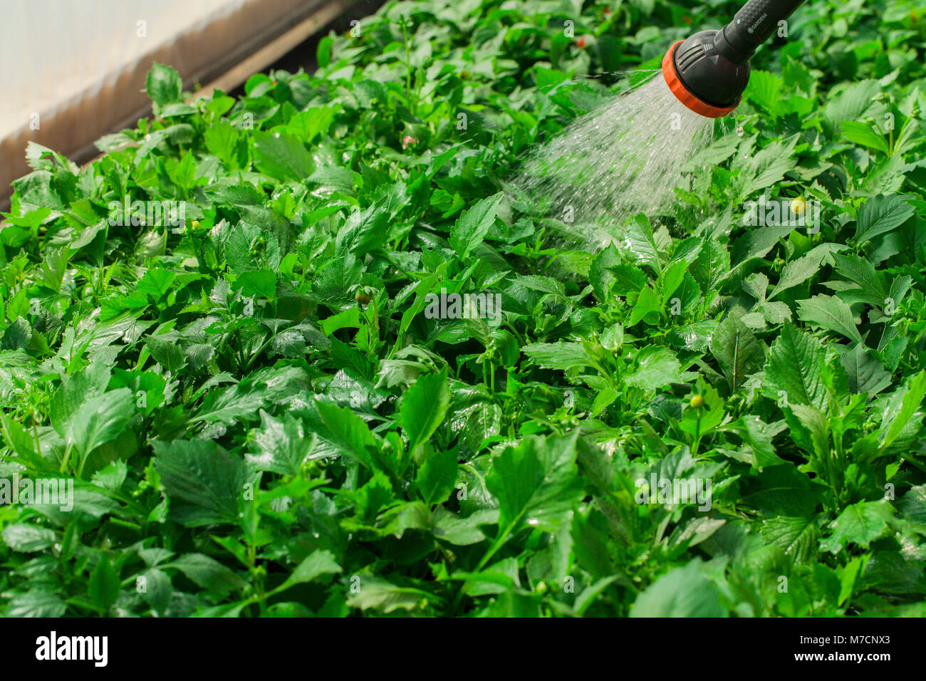 Plants and cultivation Stock Photo - Alamy