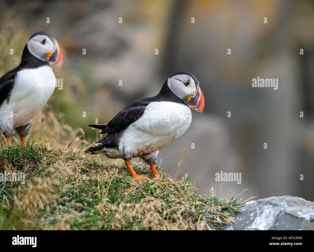 The Atlantic puffin, also known as the common puffin Stock Photo - Alamy