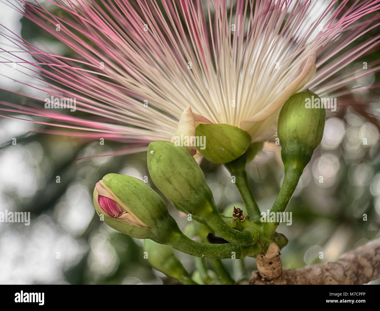 Flower of Barringtonia asiatica, Fish Poison Tree, Sea Poison Tree ...