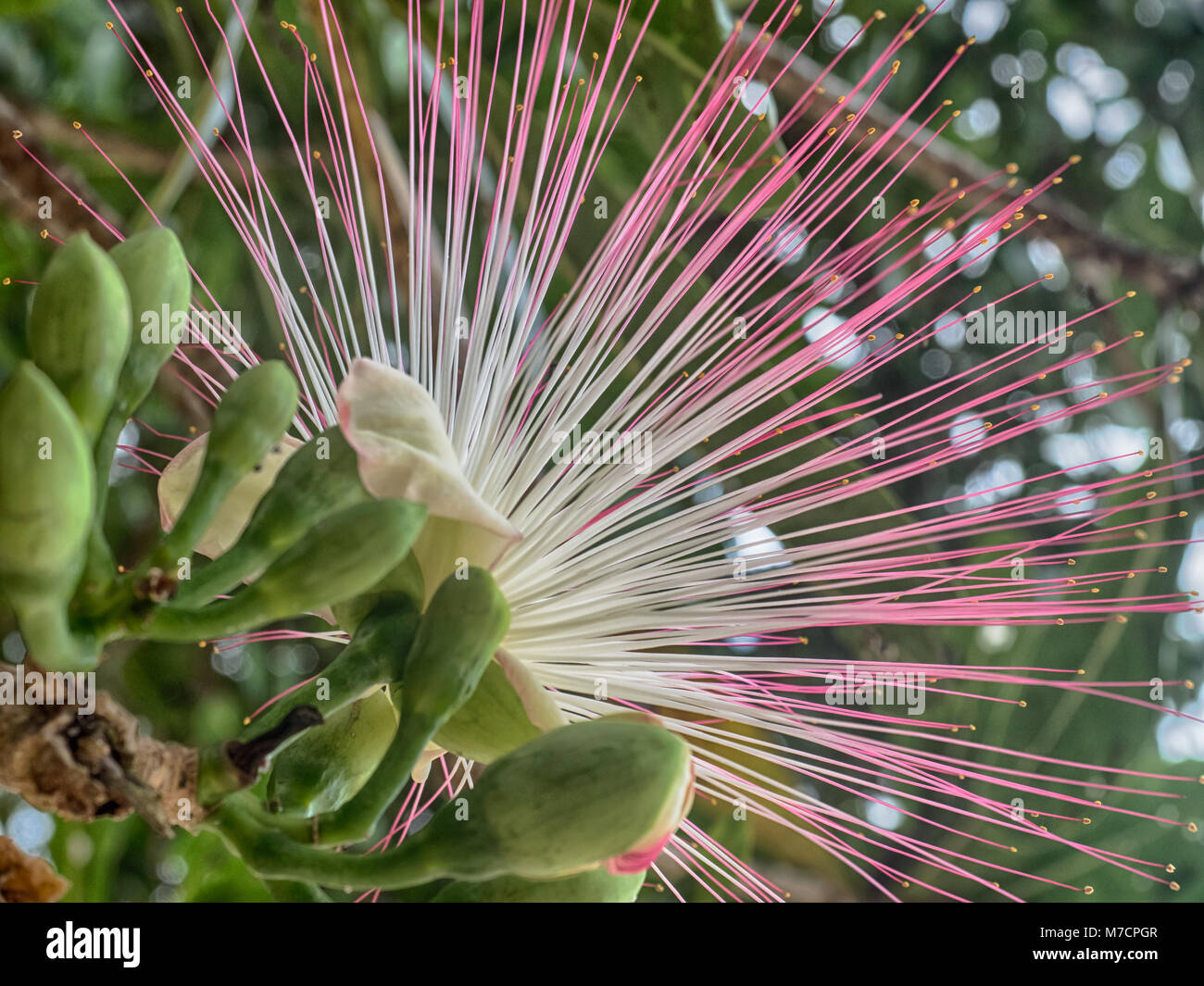 Flower of Barringtonia asiatica, Fish Poison Tree, Sea Poison Tree ...