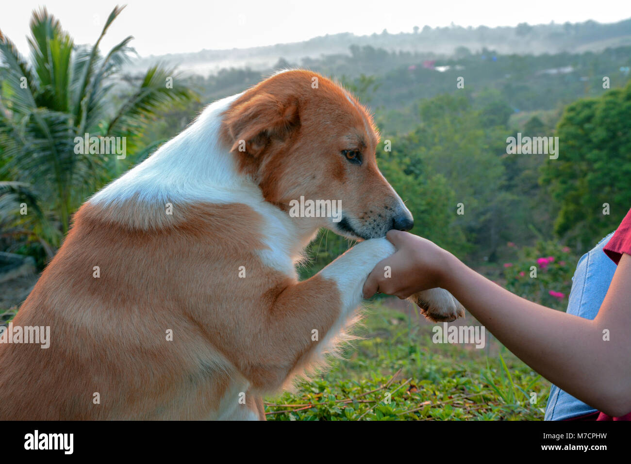 owner caressing gently dog Stock Photo - Alamy