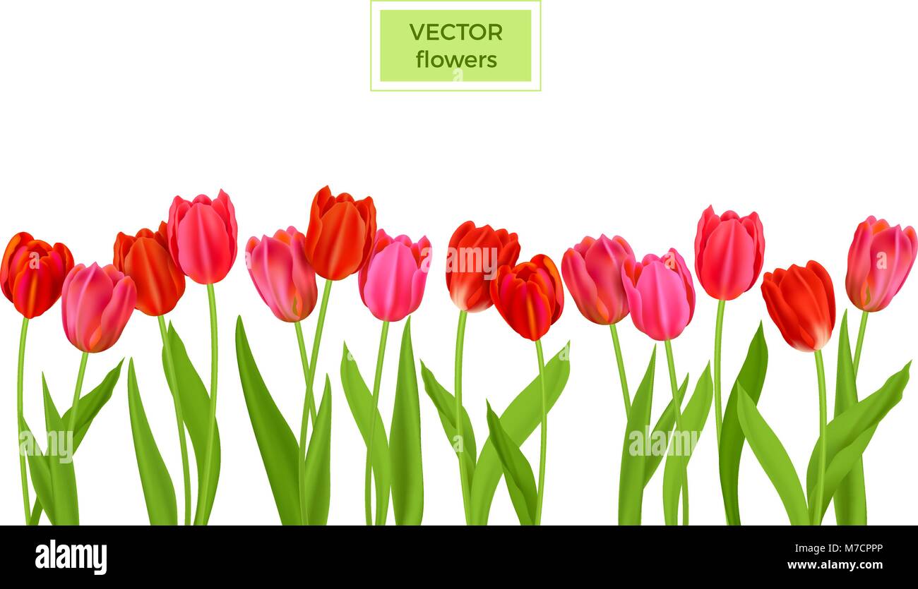 Isolated tulips flowers banner Stock Vector Image & Art - Alamy